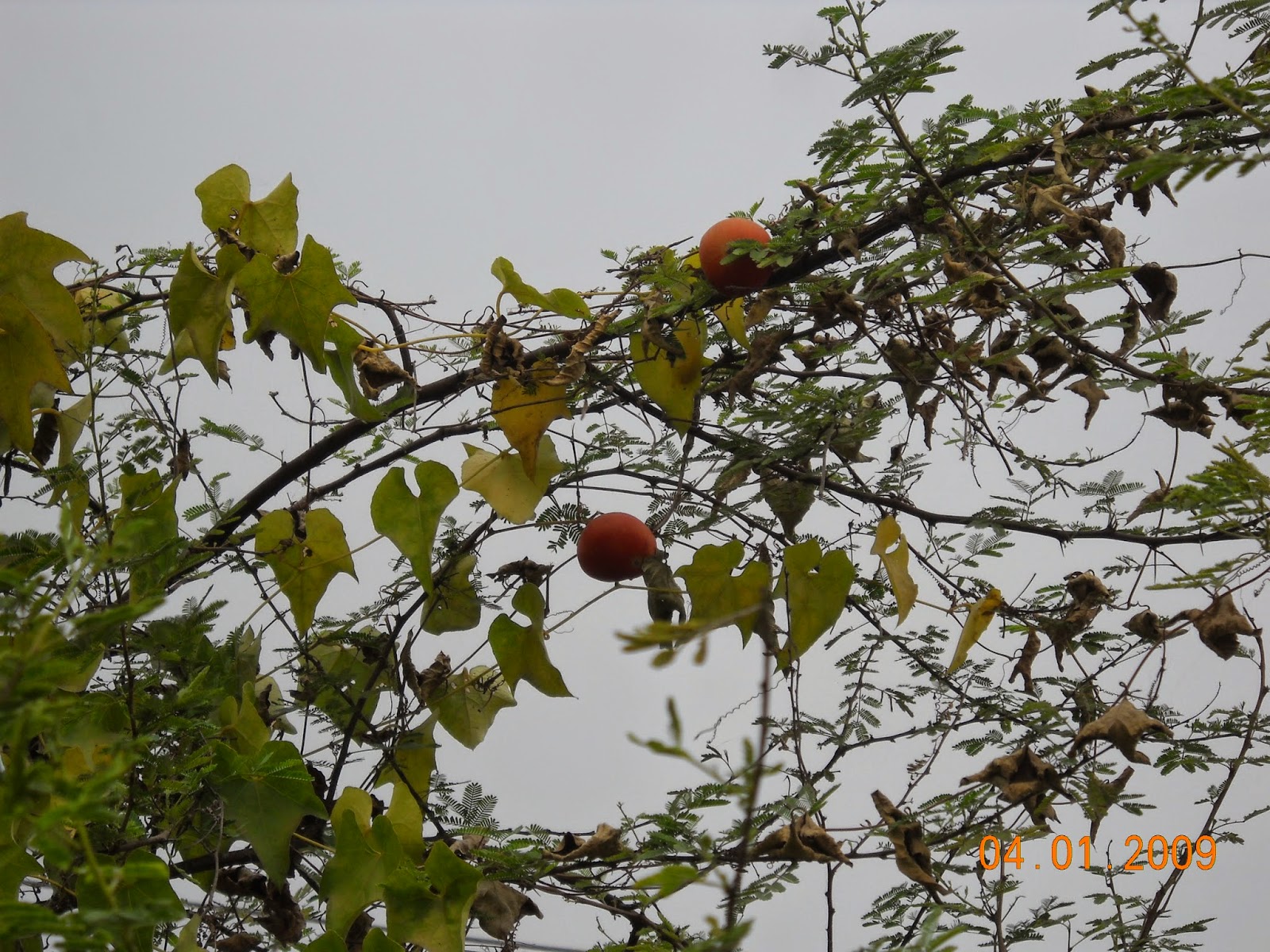 SIMILIPAL BIOSPHERE RESERVE, SANJEET KUMAR, PRAKASH KUMAR TRIPATHY ...