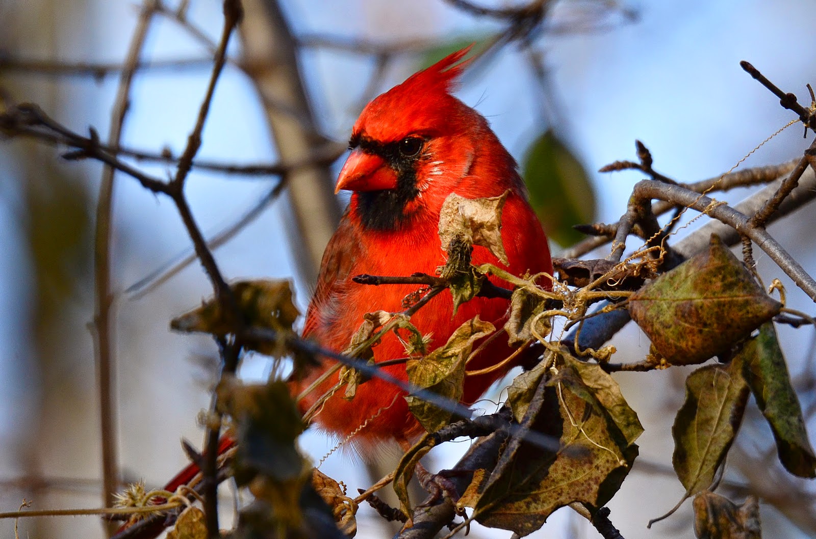 PALMER LAKE PARK NATURE BLOG •: Two First-of-Fall Birds