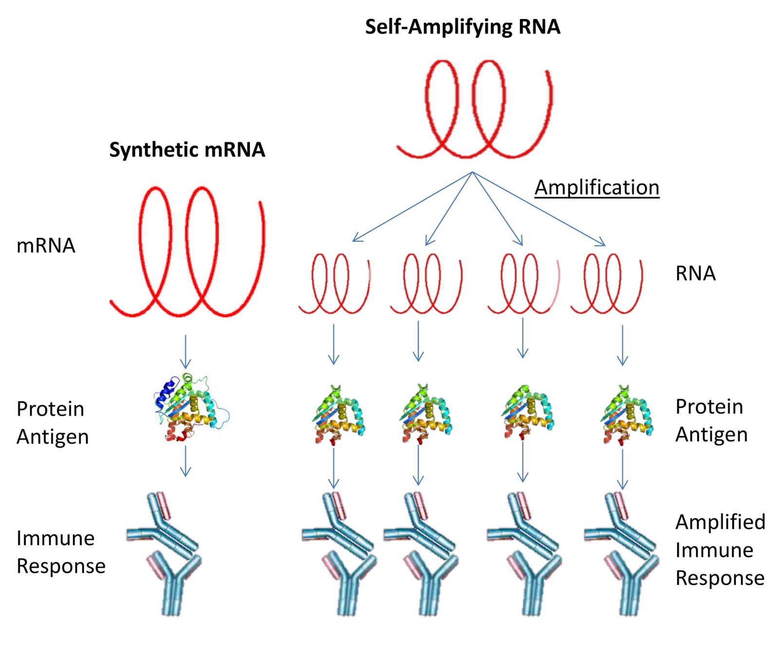 Dr John Tregoning: Academic, Author: Self-Amplifying RNA Vaccines Give ...