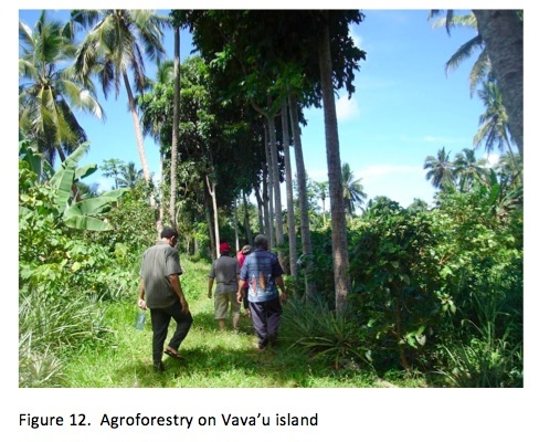Tongan Tropical Moist Forests: Conservation