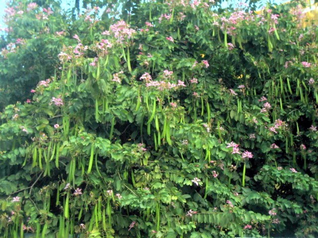 J. Y.: Camel's Foot Tree at Park