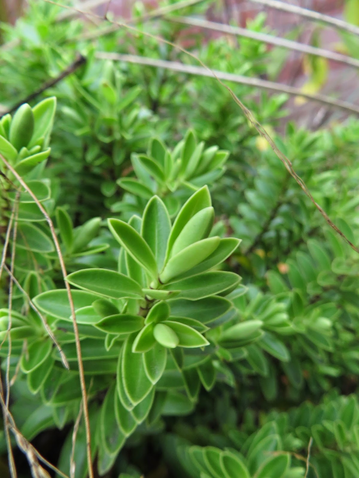 2014/2015 Plants Blog: Hebbe spp.