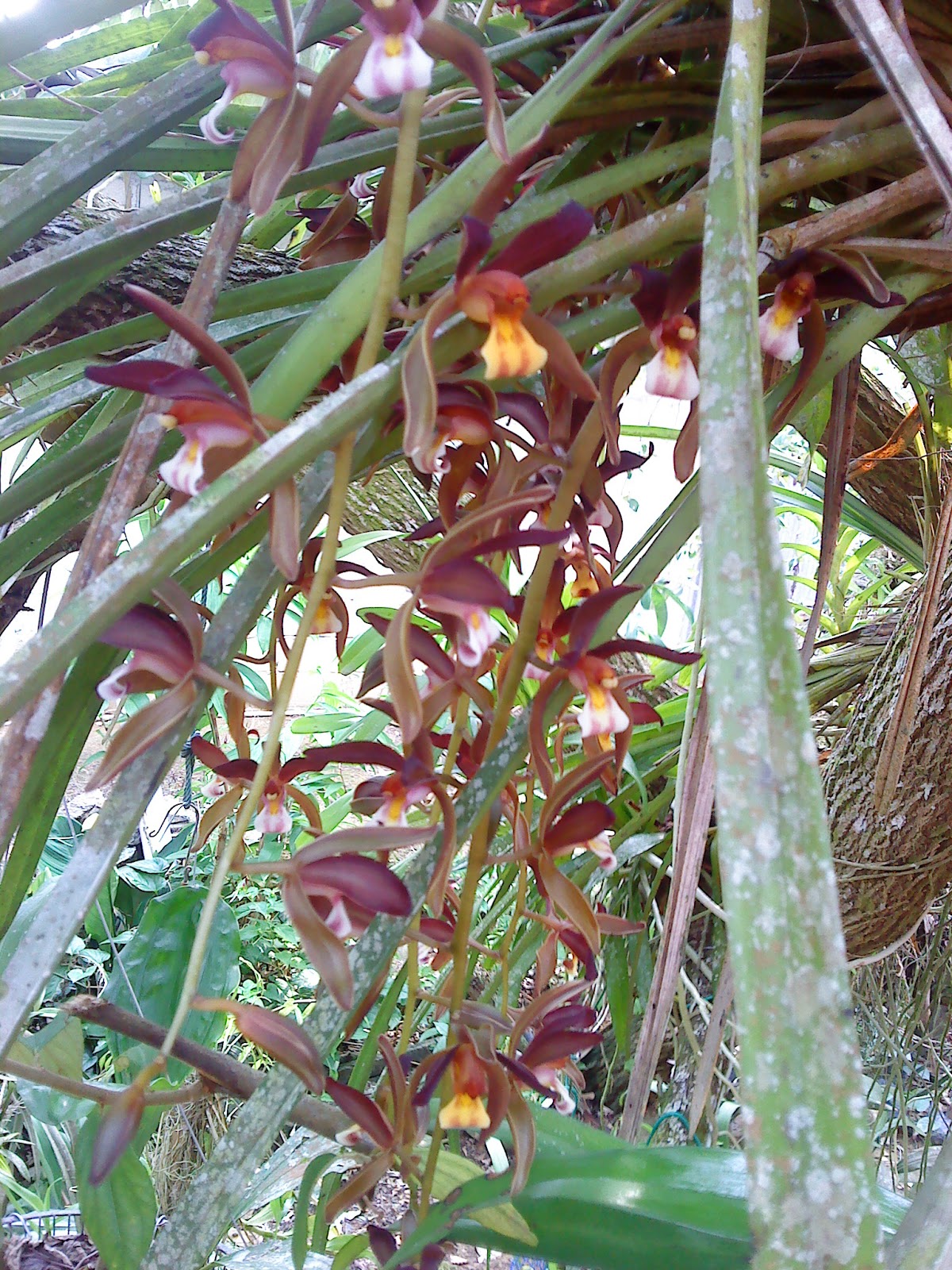 peminat orkid liar: cymbidium atropurpureum