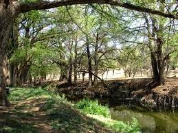 viva aguascalientes: El Sabinal