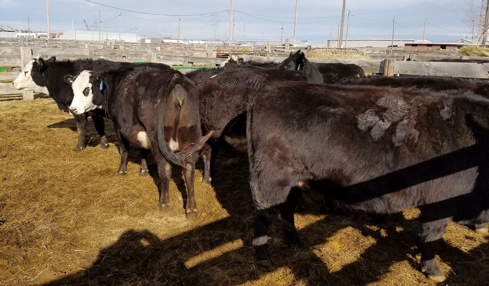 Naval Air Cowman: Good cows