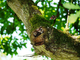 The Purple Empire: three iris on Oak sap