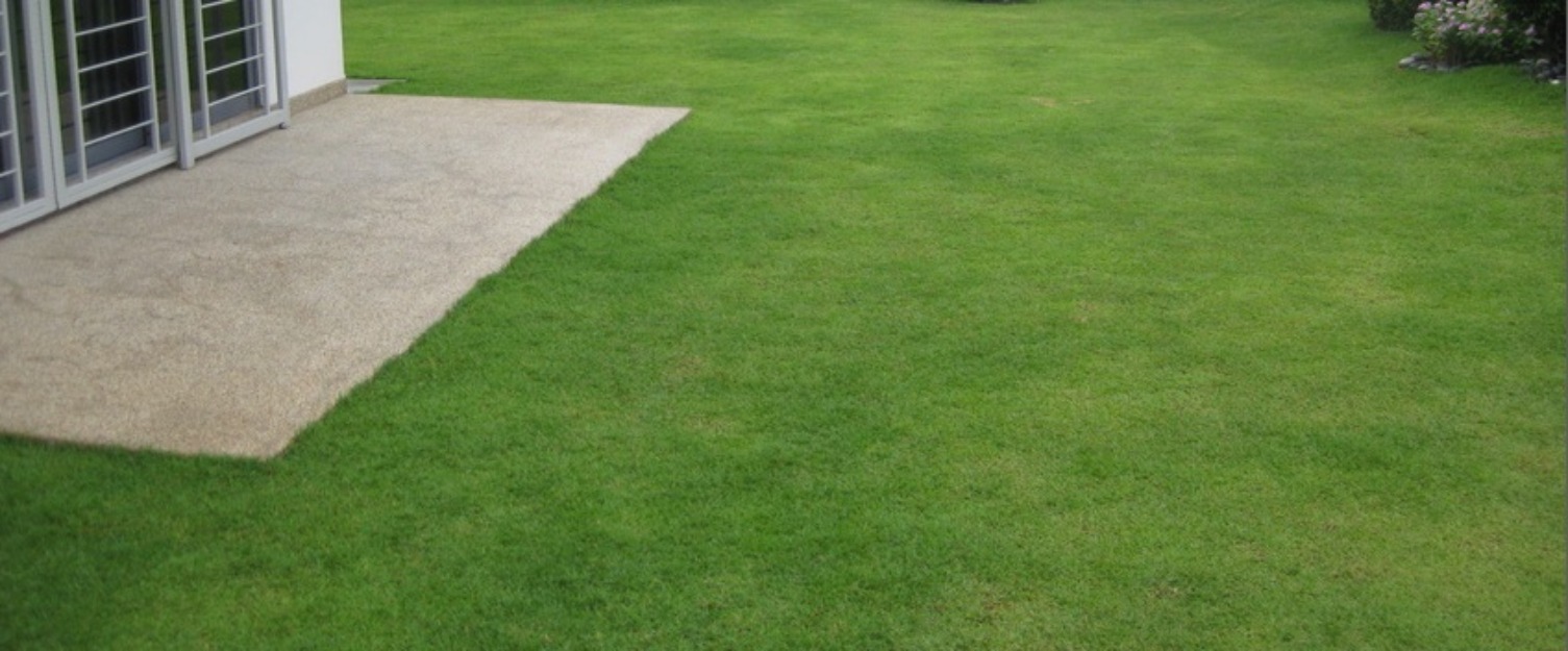 Grass planting | Garden Landscape Design