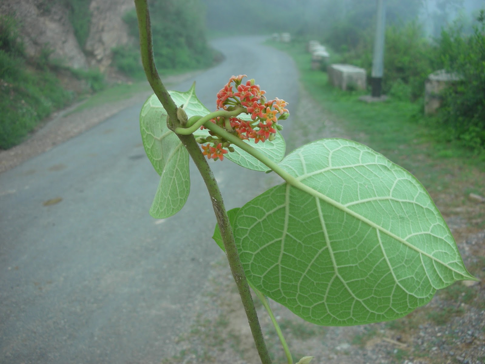 Flowers of Himachal: December 2011