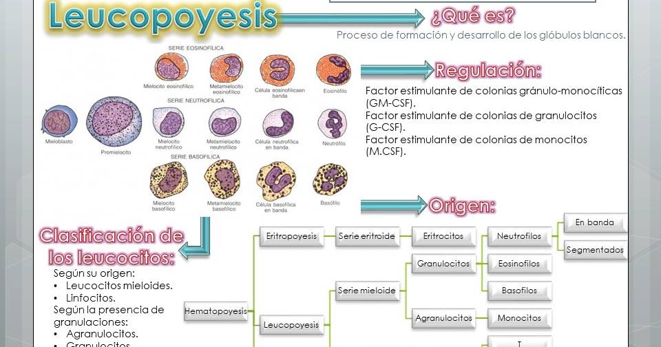 hematología : esquema de leucopoyesis