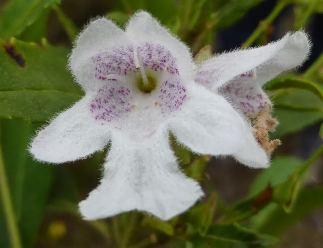 ANPS goes North (in terms of Monga NP): Mainly Flowering plants