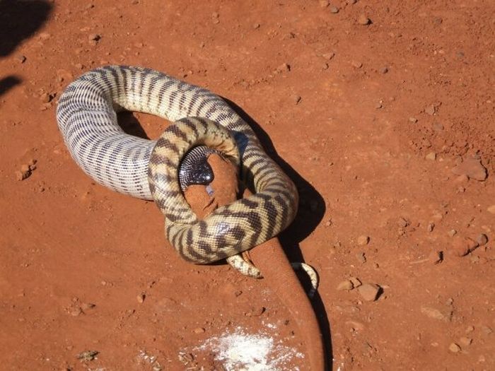 Snake eats giant lizard (15 pics) | Amazing Creatures