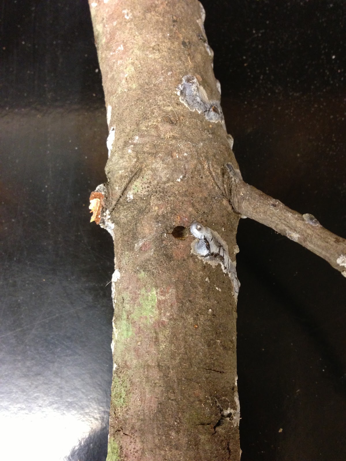University of Illinois Plant Clinic: Eastern White Pine + Drought ...