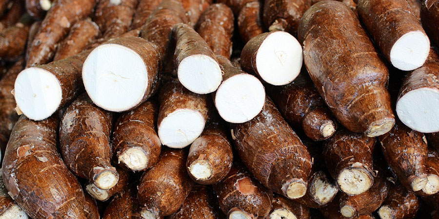 Os alimentos e suas curiosidades: Mandioca brava x Mandioca mansa