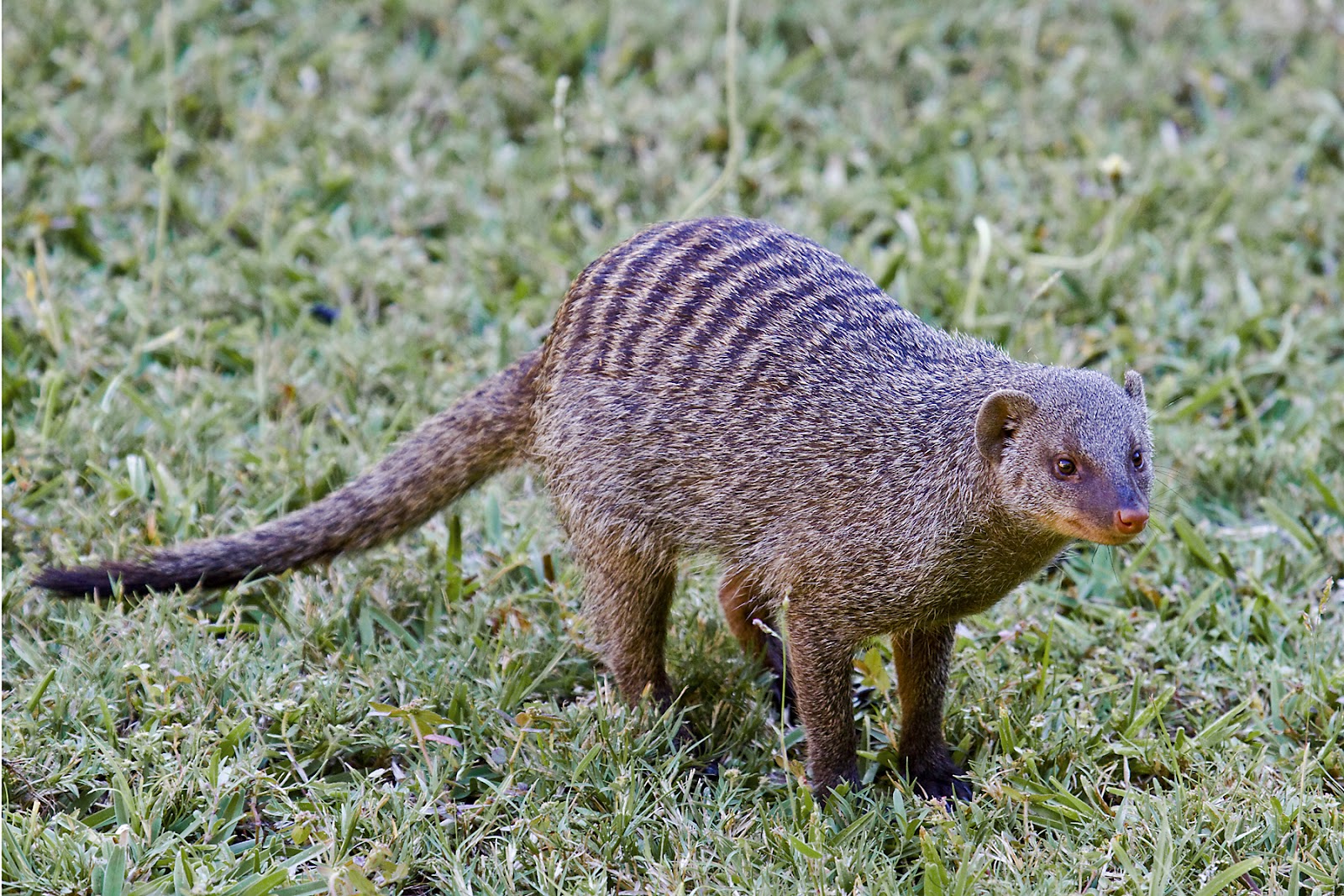 Botswana and Zambia: Banded Mongoose