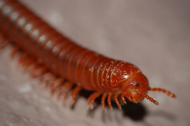 FAKTA MENARIK ULAT GONGGOK @ ULAT GELUNTOR. | AKU ANAK PAHANG