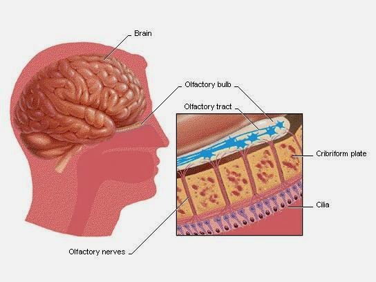 Pro.Elev: ANALIZATORUL OLFACTIV