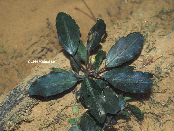 The rainforests of Borneo & Southeast Asia: Escape the tropical heat in ...