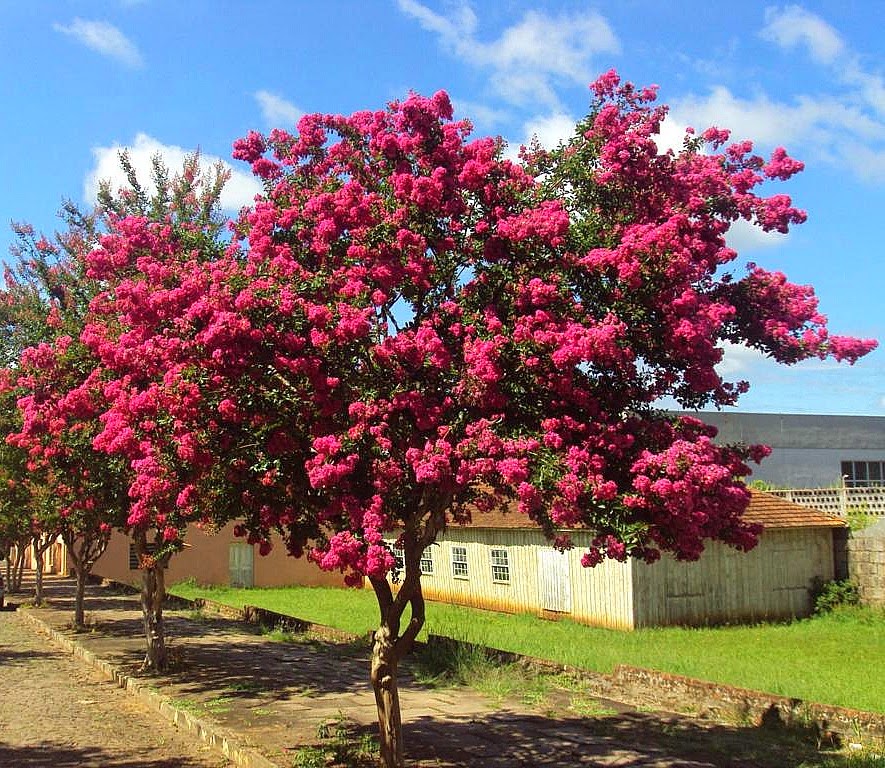 Meliponário Jardim: Resedá (Lagerstroemia indica)