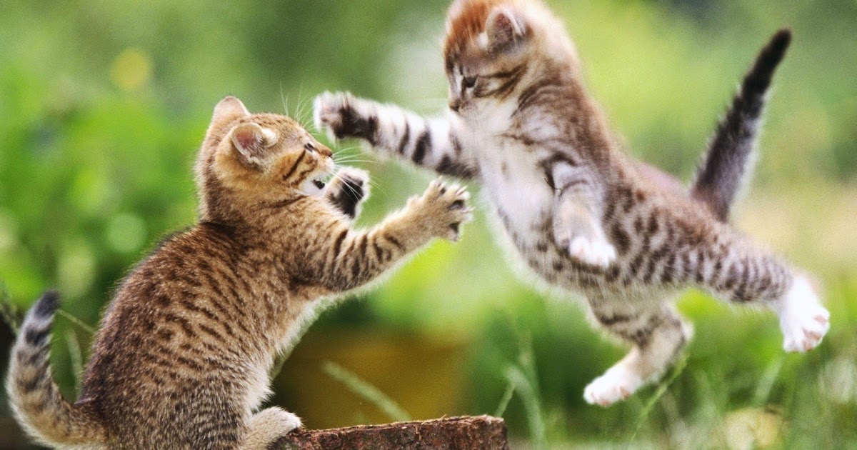 Review: Smash Cat Heroes (Nintendo 3DS) - Digitally Downloaded