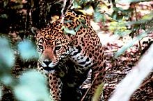 Como sobrevive el jaguar en Guatemala: noviembre 2014