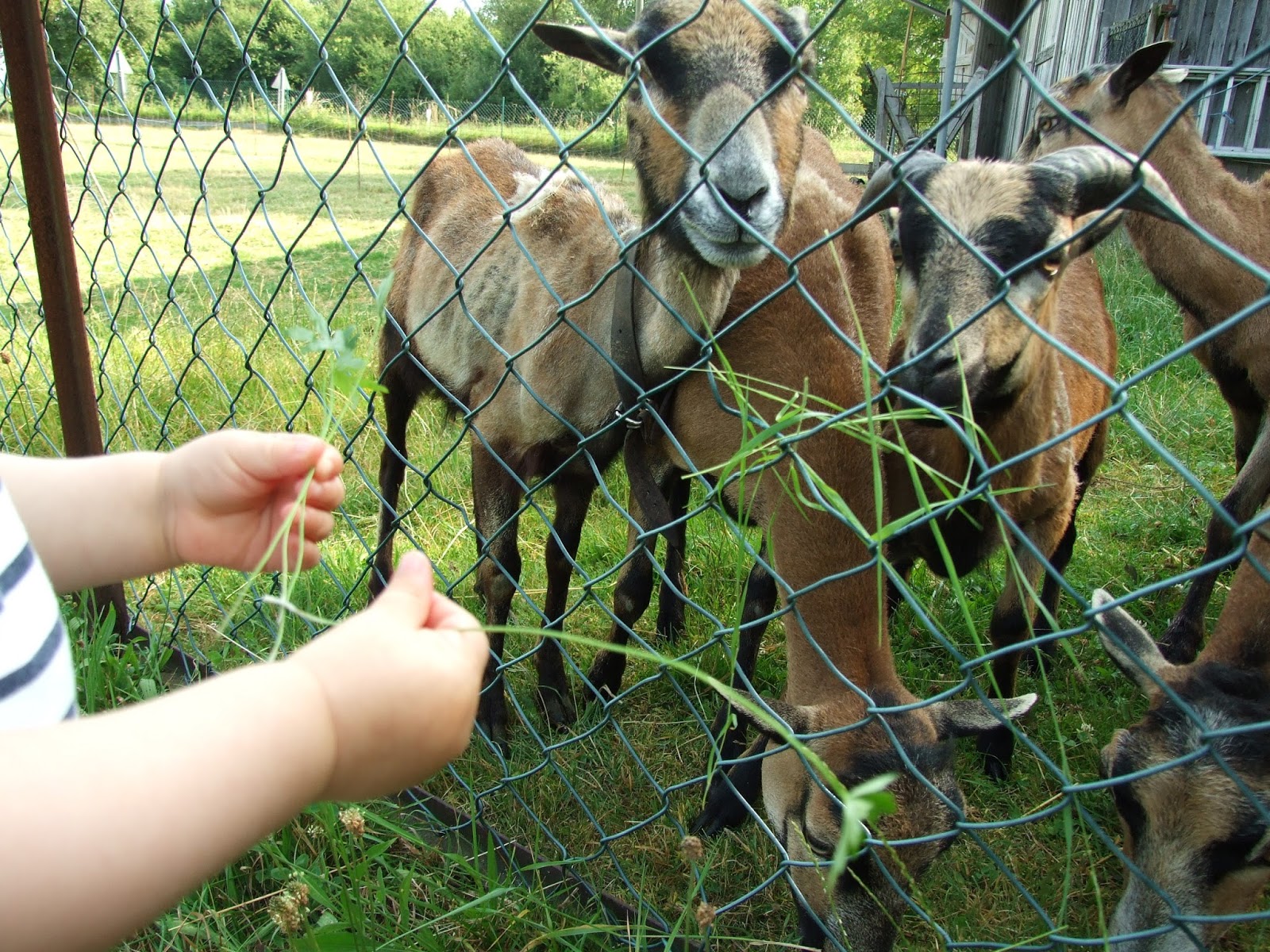 Waldmärzchen: Tiere füttern...