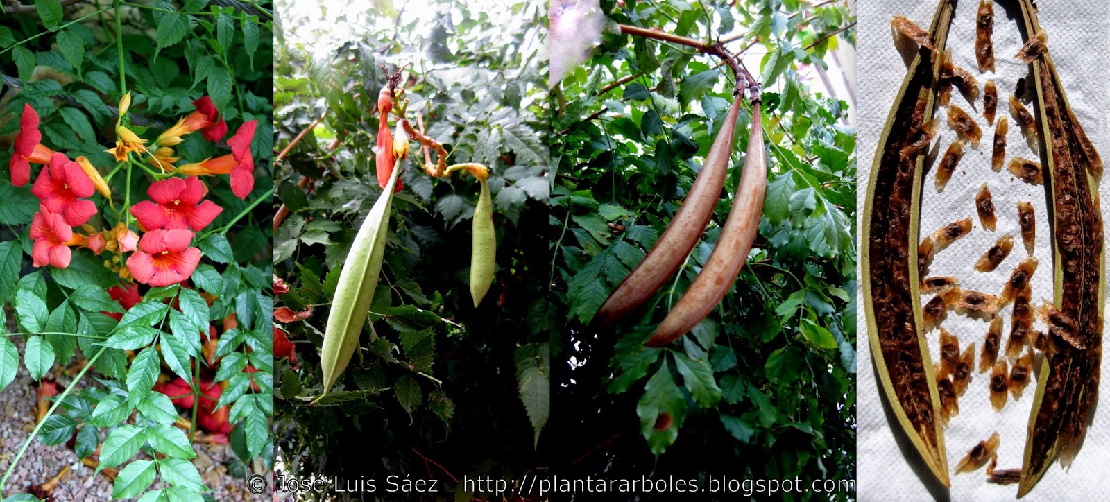 PLANTAR ÁRBOLES y arbustos: Arbustos NO autóctonos de España (Alóctonos)