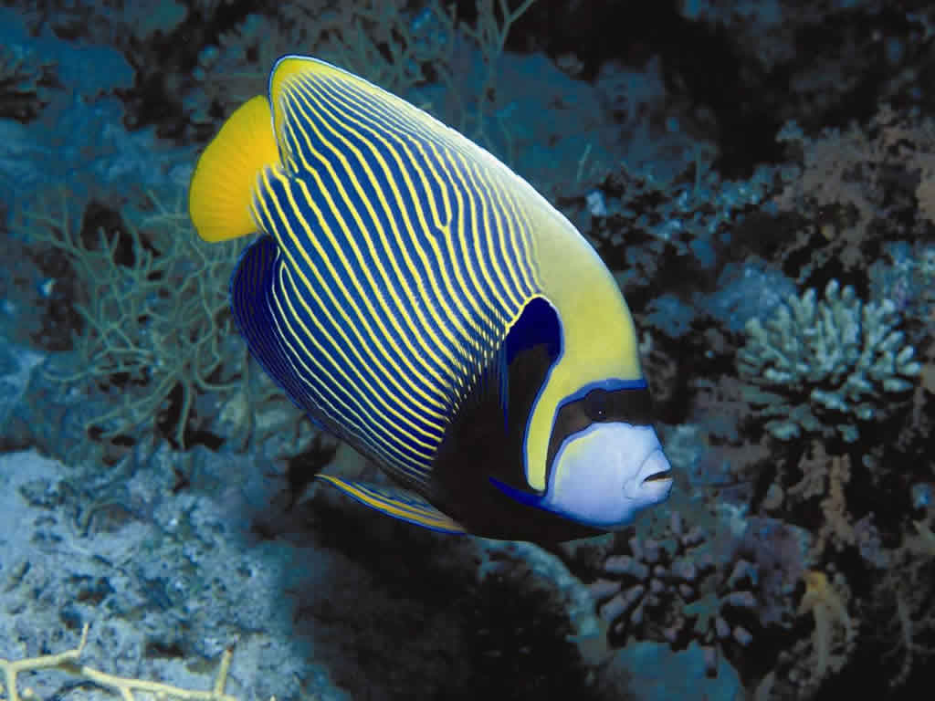 IMÁGENES Y FOTOS DE ANIMALES: Pez Ángel