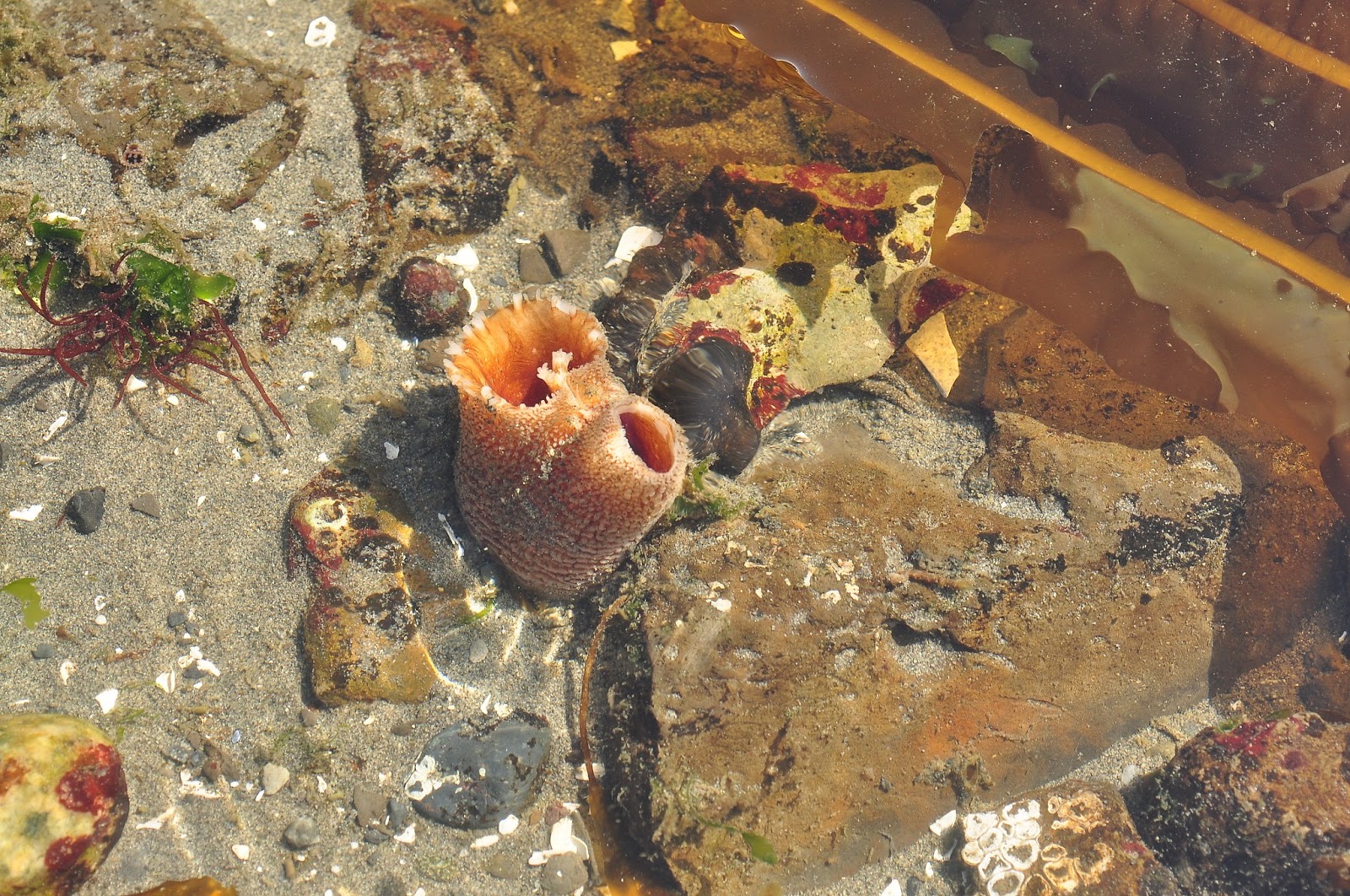 Buzz's Marine Life of Puget Sound
