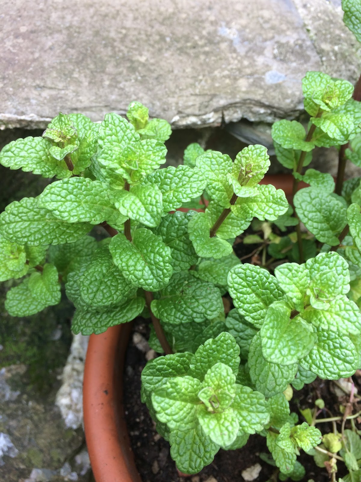 Come prendersi cura della menta - The Botanical Living