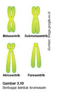 Penggolongan kromosom - Our Akuntansi