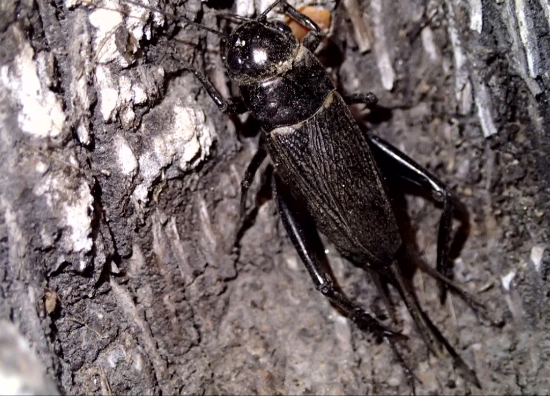 Jangkrik Kalung: Klasifikasi Ciri Ciri Beserta Gambar dan Fakta ...