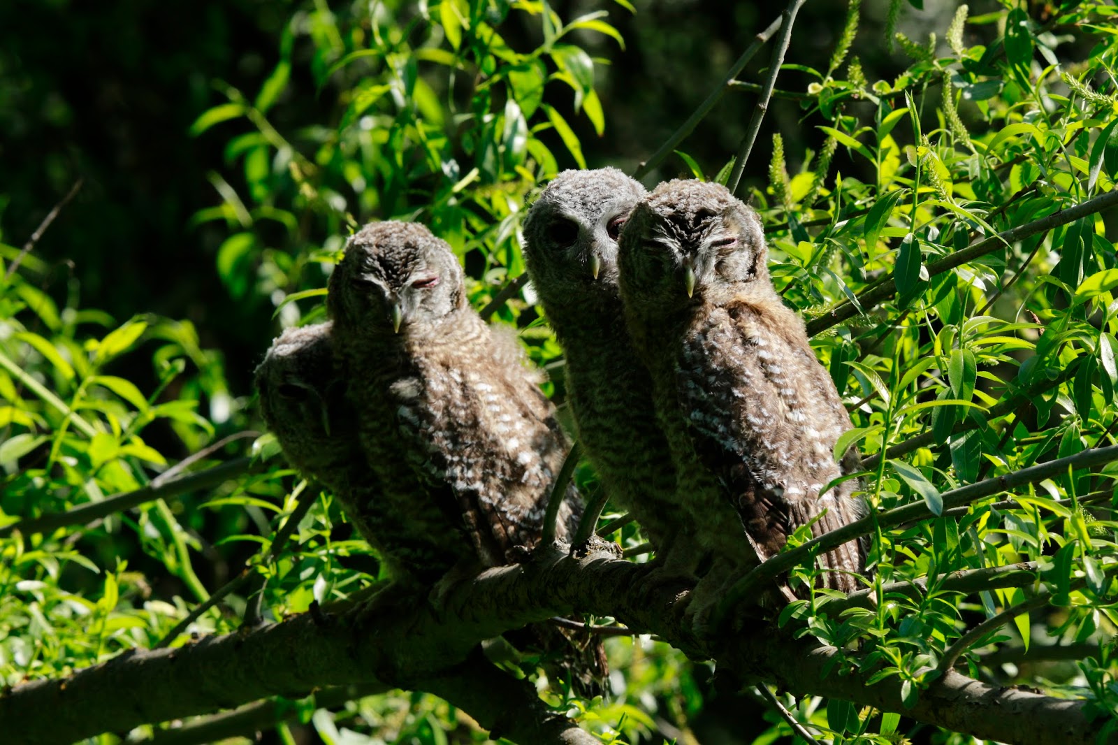 NATURAMETEO, majulada: Cárabo común ( strix aluco )