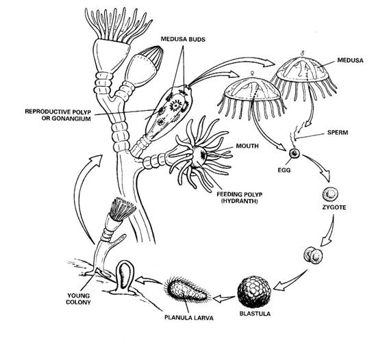 Obelia Life Cycle