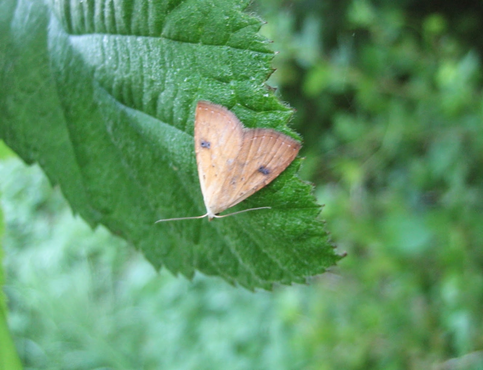 Martin's Moths: Computer moth