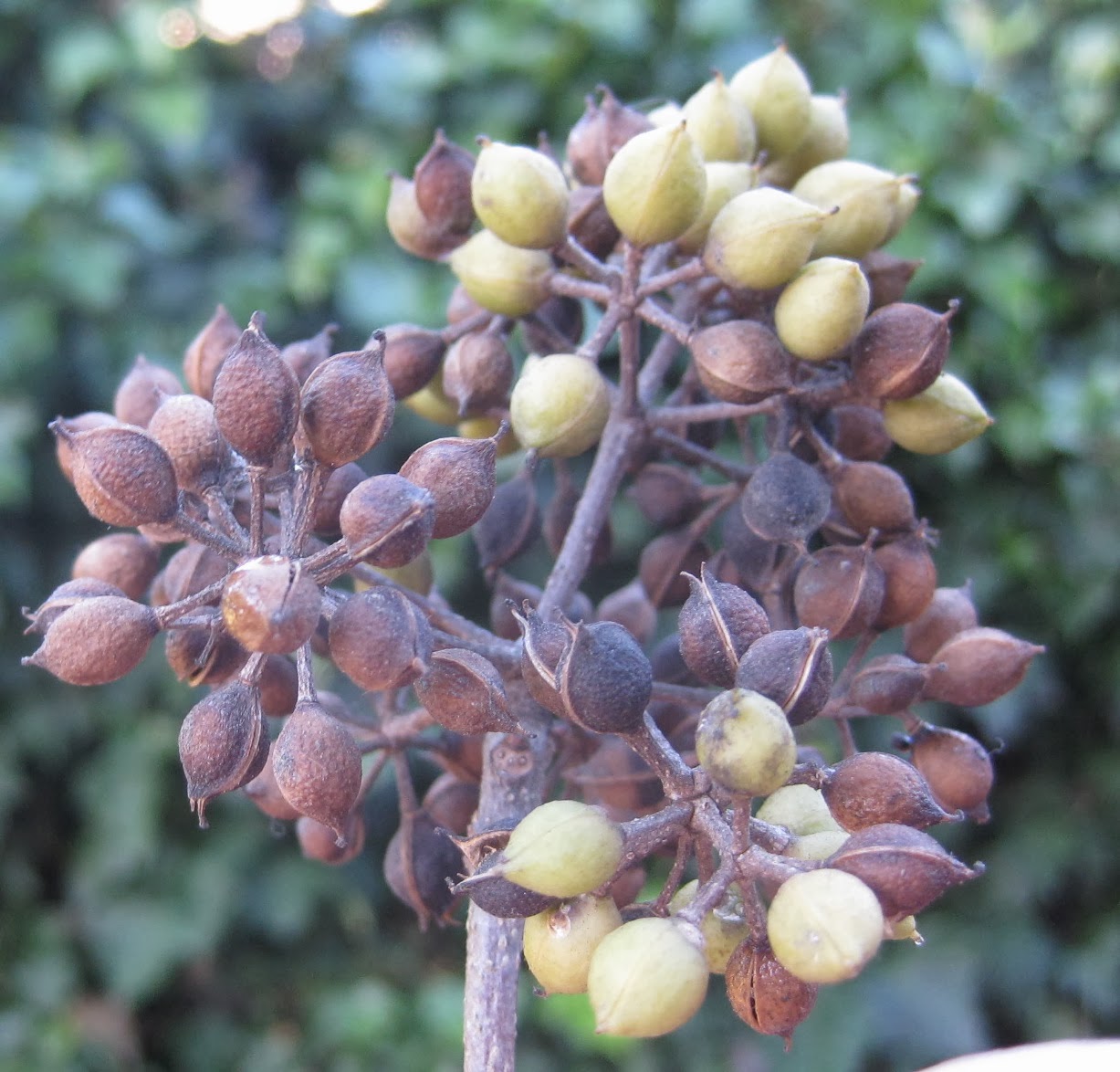 Trees of Santa Cruz County: Pittosporum eugeniodes - Lemonwood (Tarata)