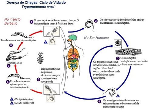Tempo a Tempo : PARASITOLOGIA.