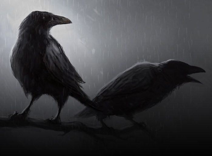 FASE DIEZ: Corvus covax, el cuervo