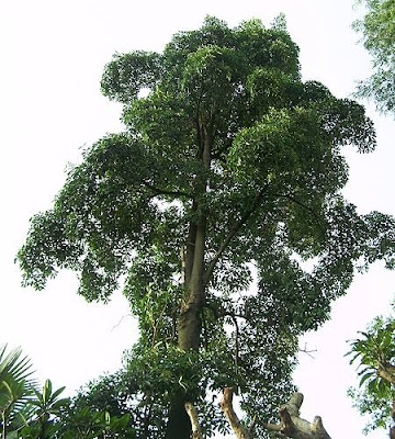 KAJIAN LUBAI: Kayu Pulai