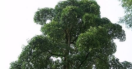 KAJIAN LUBAI: Kayu Pulai