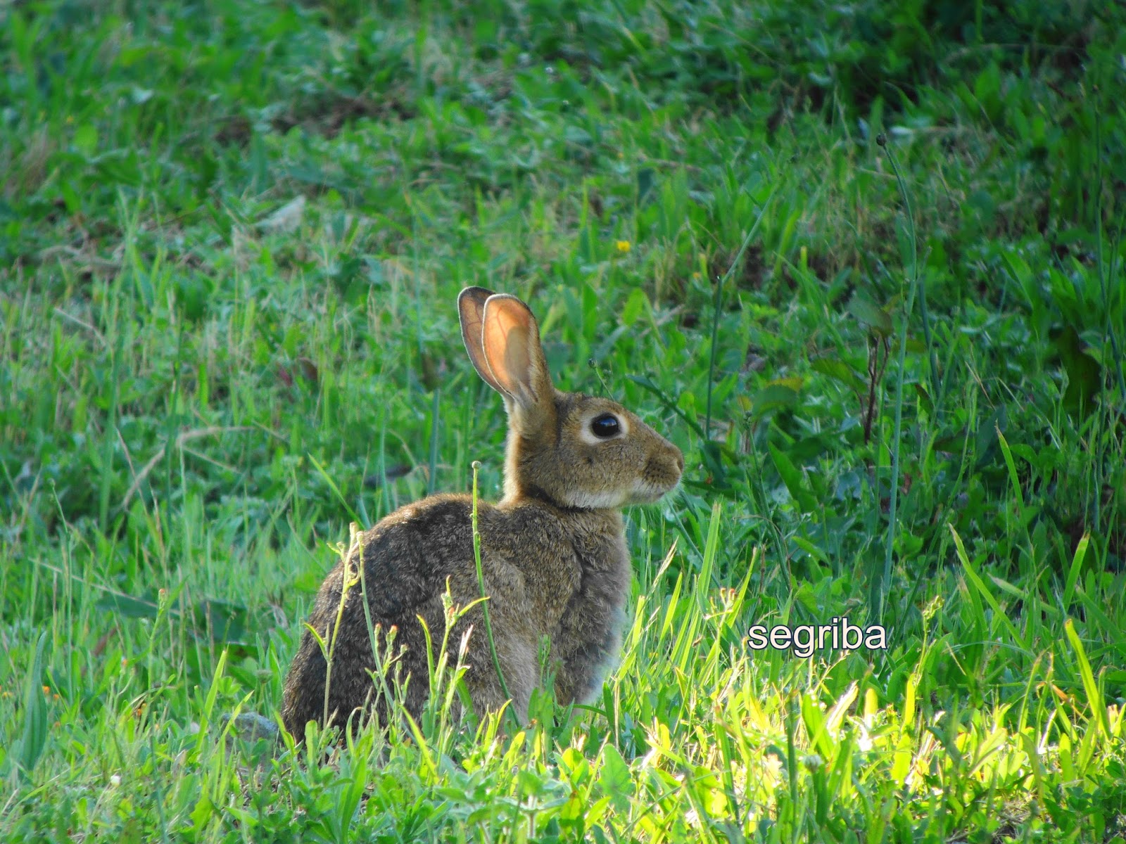 laiberianatural: Conejo (Oryctolagus cuniculus)