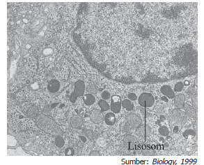 Pengertian, Struktur dan Fungsi Sel | ezy blog