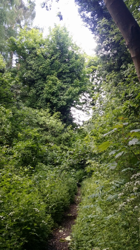 Lucy's Wednesday walks: Kinver Edge and Kingsford Forest Park