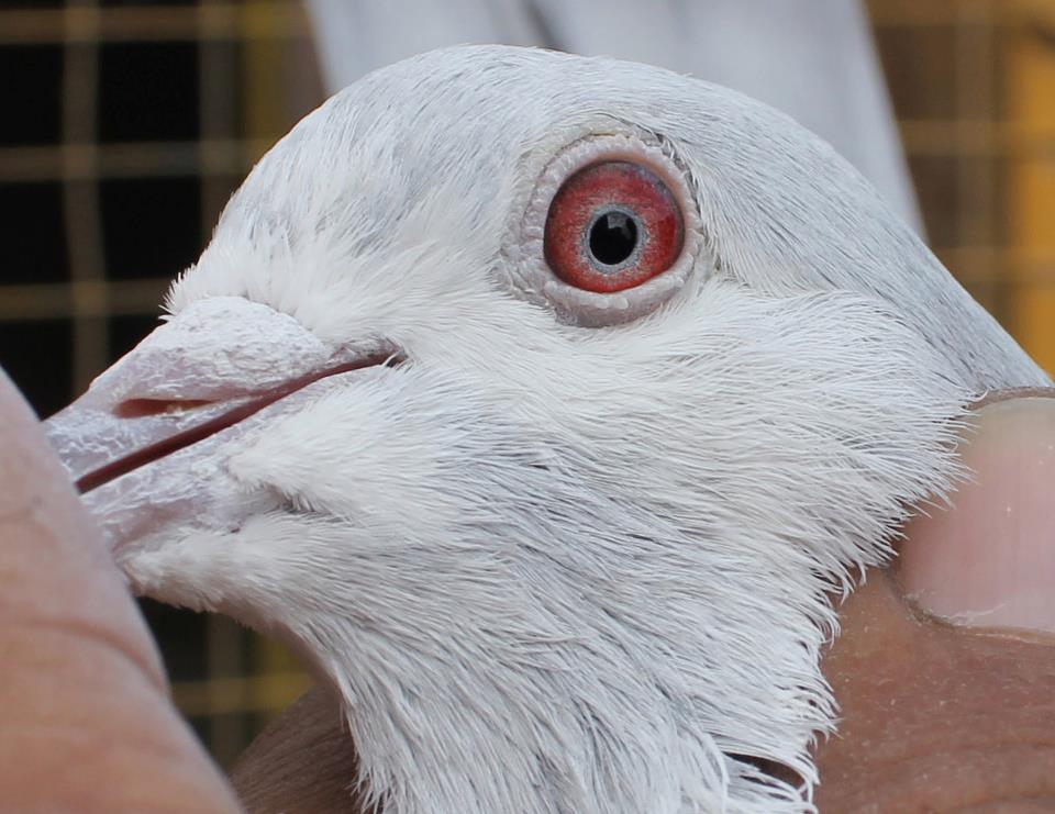 Red Eye Pigeons (kabootar) Photos - Pigeons Pics | Latest Pigeons ...