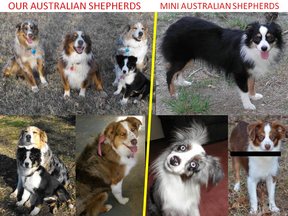 Mini Australian Shepherd Full Grown | [#] Lunawsome