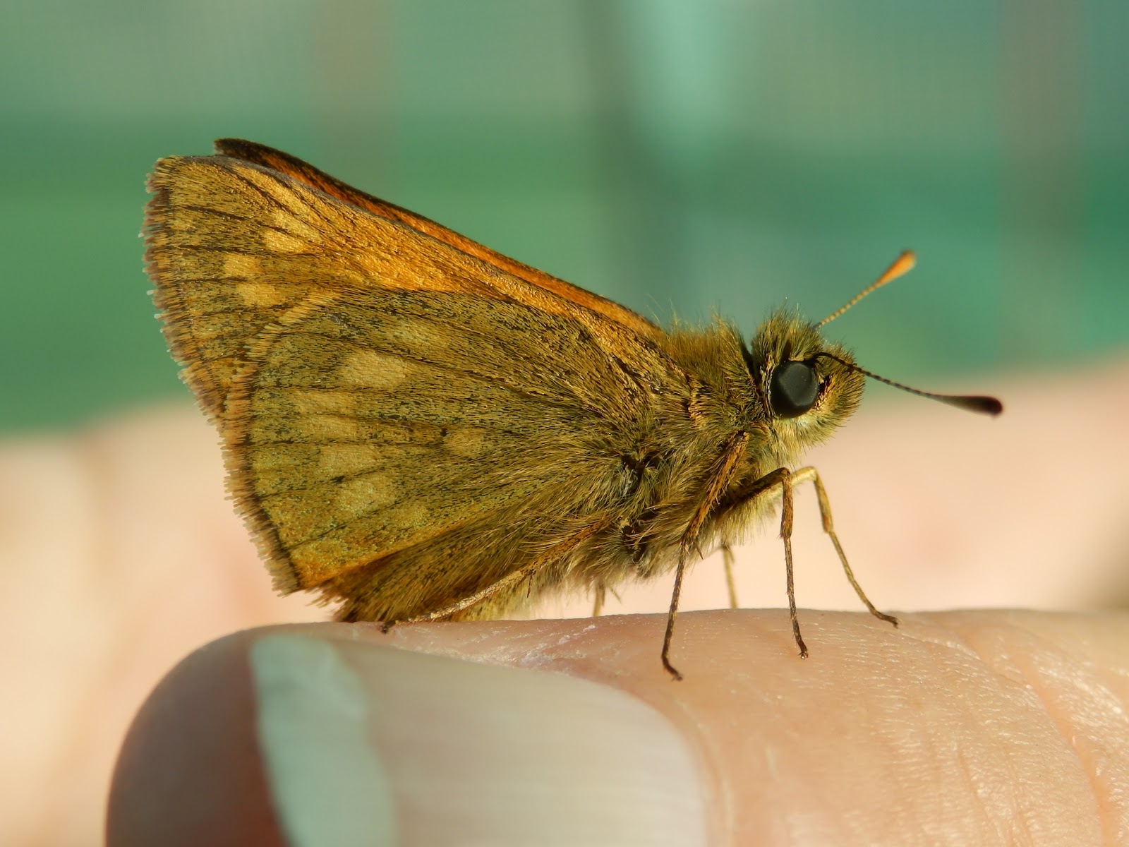 Large Skipper Butterfly