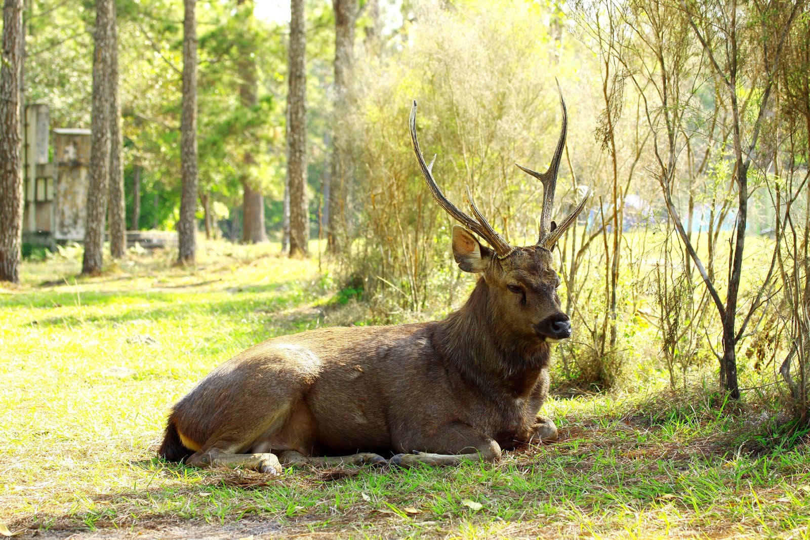 BANCO DE IMÁGENES: Venado descansando en el bosque a orillas de la ciudad