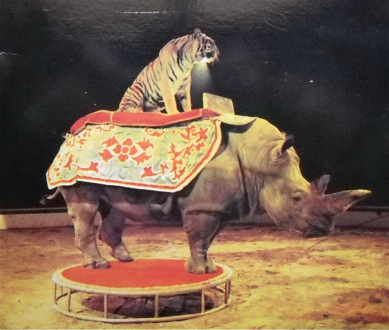 El Hurgador [Arte en la Red]: Rinocerontes (XLVII) - En el circo