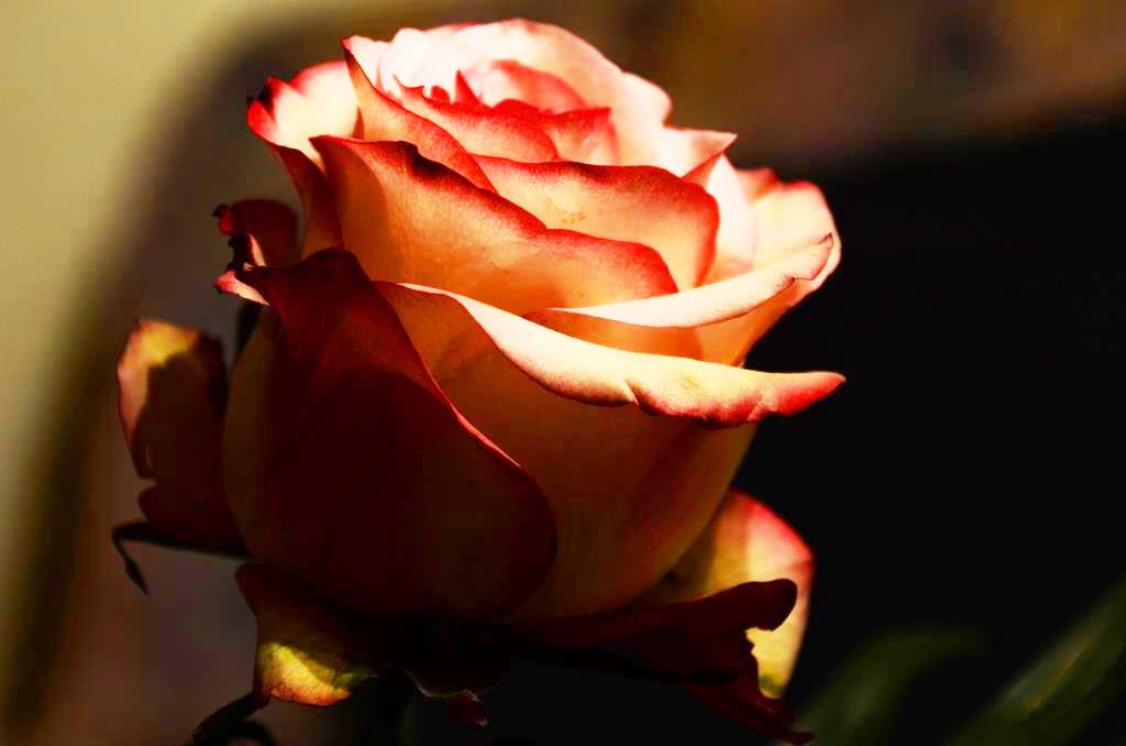 ps-pictureshop: Rose, Roza, hoa hồng, Roses, faqekuq, ruže, roser, roses,