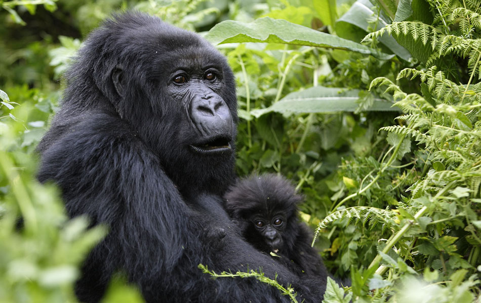 All About Animal Wildlife: Gorilla Animal Information and Photos