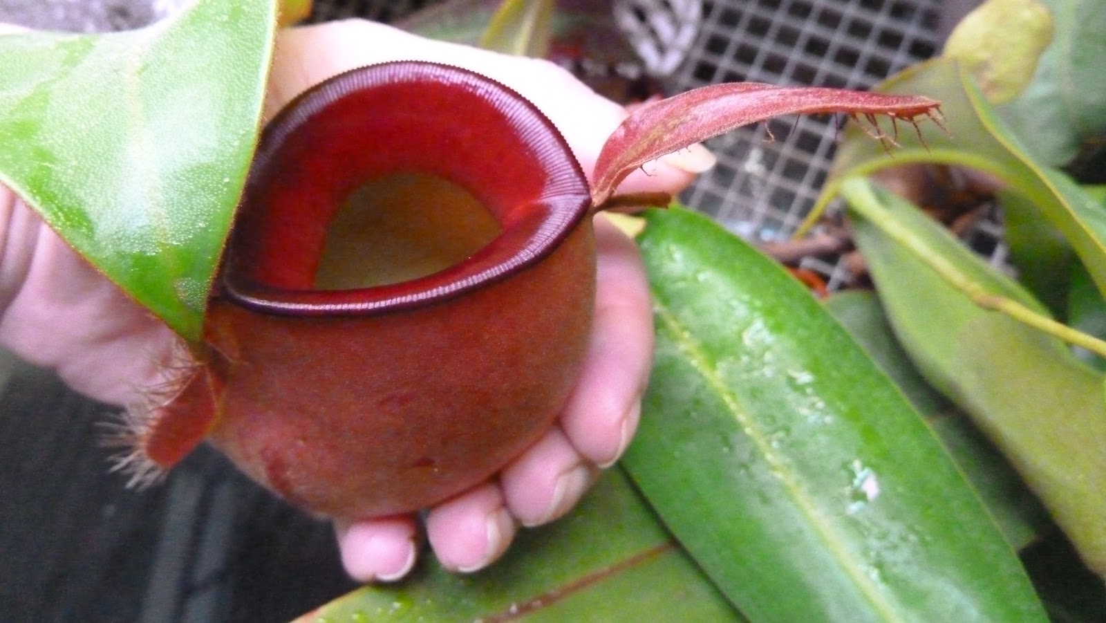 Hooray! Plants!: Nepenthes ampullaria 'Brunei Red' and some other Nep ...
